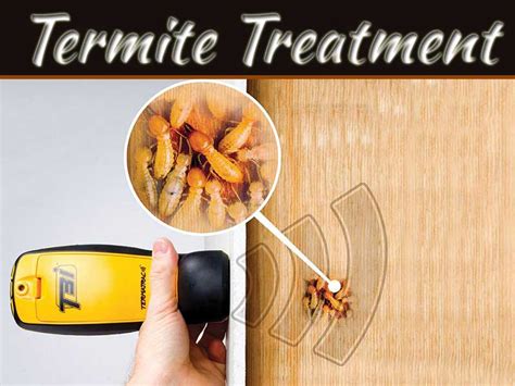 Whats The Best Termite Treatment My Decorative
