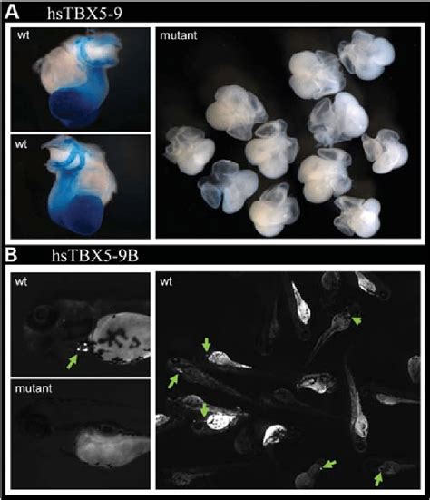 A Regulatory Variant Abrogates Enhancer Function A A Download