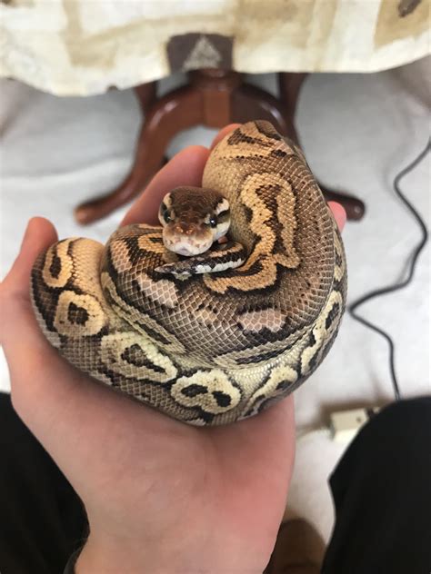 ‘scuse Me Sir Would You Mind Putting Me Down Rsneks