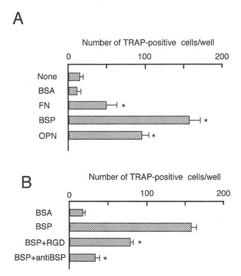 Figure 3 From A Model Peptide Of Bone Sialoprotein Bsp That Supports Development Of Osteoclast