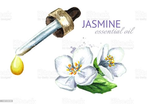 화이트 재 스민 꽃과 에센셜 오일 드롭 스파 및 아로마 테라피 흰색 배경에 고립 수채화 손으로 그린 그림 0명에 대한 스톡 벡터
