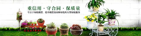 文章新闻 佛山绿植市场