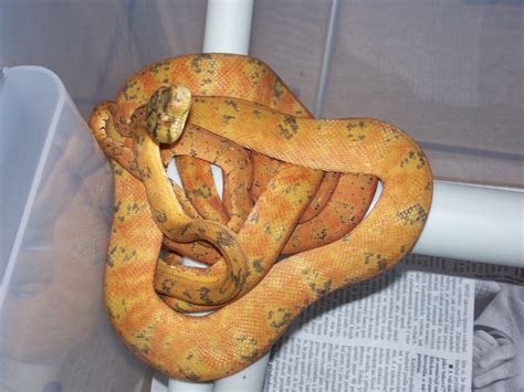 Corallus Hortulanus Vítejte Na Našich Internetových Stránkách