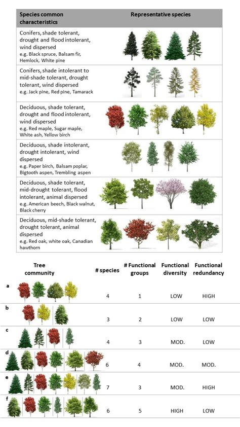 Functional Group Classification Of Tree Species Commonly Found In Functional Group Classification Of Tree Species Commonly Found In