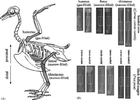 A Schematic Drawing Of The Generalized Avian Skeleton In Which The