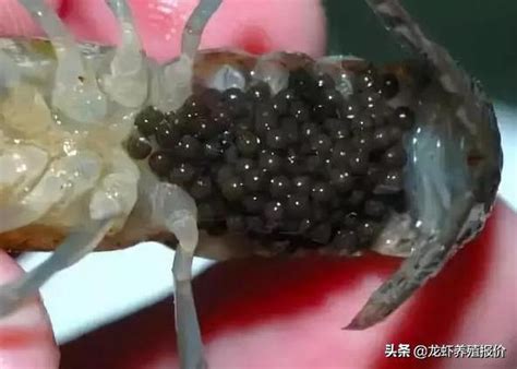 作為一個小龍蝦養殖戶你真的了解小龍蝦各個月份的生長狀態嗎 每日頭條