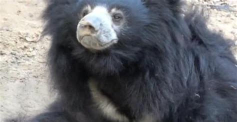 Rescued Dancing Sloth Bear Currently Enjoys The Peaceful Life At