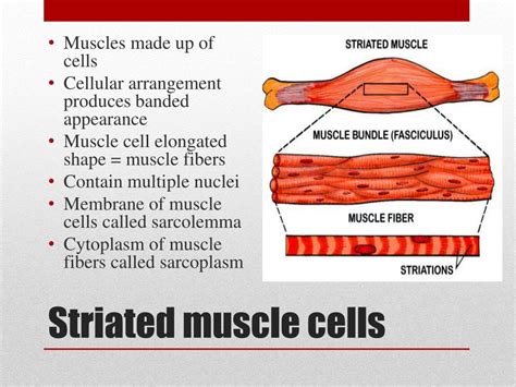 Ppt Topic 11 Human Health And Physiology Powerpoint Presentation Id