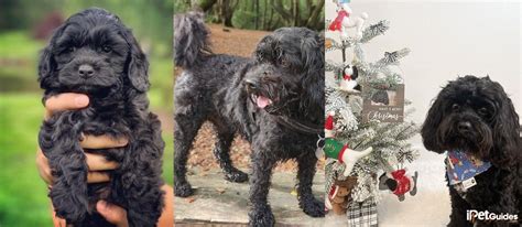 11 Common And Rare Cavapoo Colors With Pictures