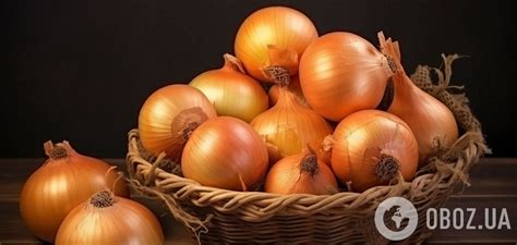 Як садити і вирощувати озиму цибулю тонкощі для багатого урожаю Oboz Ua