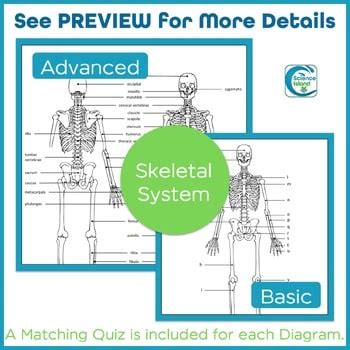 Skeletal System Diagrams And Quizzes Anatomy Coloring And Labeling
