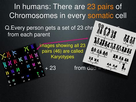 The Chromosome Ppt Download