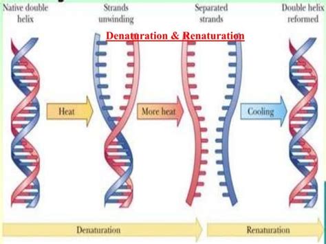 Dna Rna Basic Structure And Components Ppt