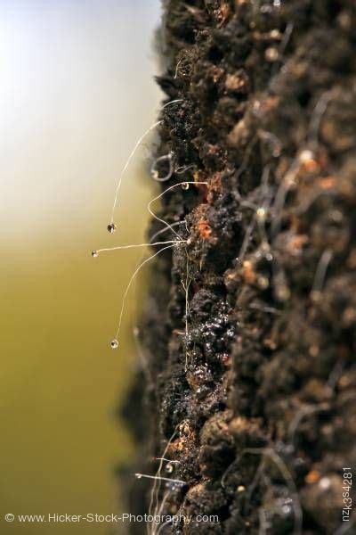 Black Beech Tree With Female Scale Insect Waxy Filaments With Honeydew Bellbird Walk Lake Rotoiti