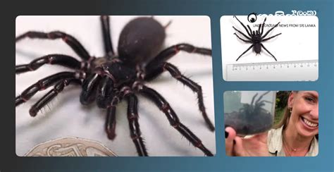 ලෝකයේ වඩාත්ම විෂ සහිත මකුළුවා සිඩ්නි නුවරින් සොයා ගනී