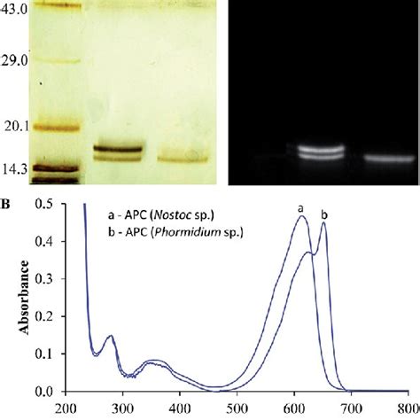 The Predicted Secondary Structure Of The Allophycocyanin Alpha Chain Download Scientific