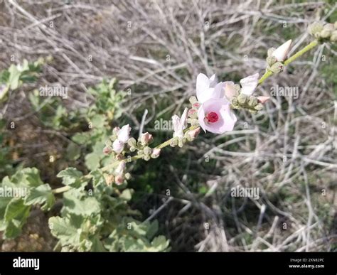 Southern Coastal Bushmallow Malacothamnus Fasciculatus Plantae Stock