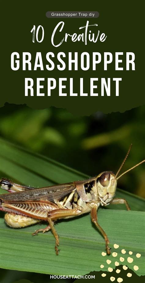 Homemade Grasshopper Repellent Diy Repellent Diy Grasshopper Homemade Bug Repellent