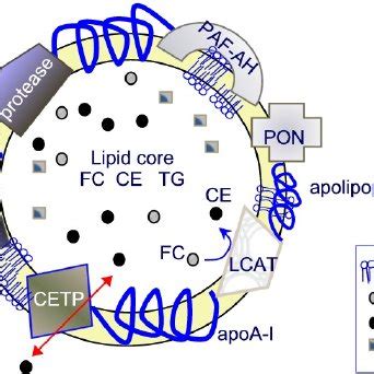 Various Beneficial Functions Of HDL In Normal Circulation Healthy HDL Download Scientific