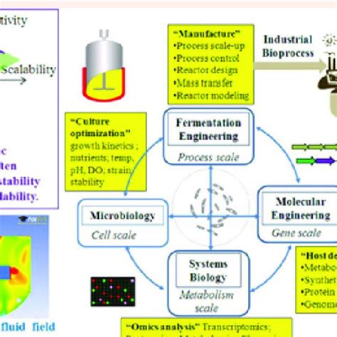 The Design Engineering Analysis Cycle For Scale Up Of Biofuel
