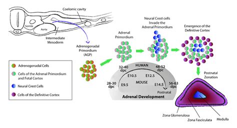 Schematic Illustration Of The Cellular Rearrangements During Adrenal