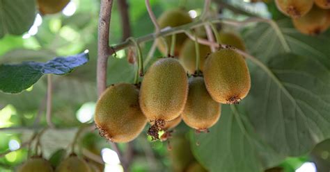 12 Easiest Fruits To Grow For First Time Gardeners The Garden Magazine