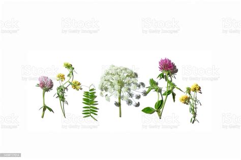 자연 여름 허브를 줄지어 놓고 꽃이 만발한 야생화 들판 클로버 우산 꽃 헤라클레움 흰색 배경에 고립 된 녹색 잎을 설정합니다 여름 아름다움 꽃 식물 자연 플랫 누워 0명에