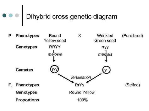 THE DIHYBRID CROSS Studying The Inheritance Of Two