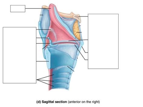 Biol 244l Quiz 3 Diagram 8 Diagram Quizlet