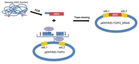 Plasmids 101 Gateway Cloning