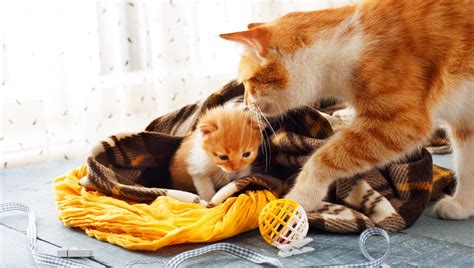 Mothers Day 15 Adorable Mama Cats And Their Kittens [pictures] Cattime