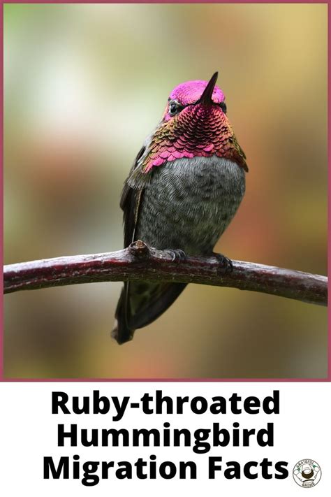 Ruby Throated Hummingbird Migration