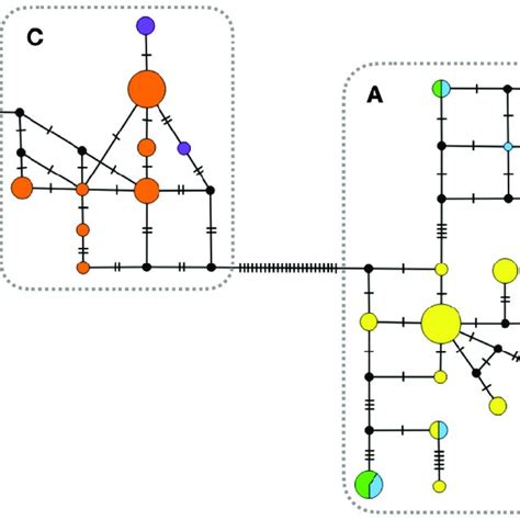 median joining haplotype network based on partial coi gene representing