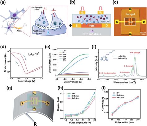 A Schematic Of A Biological Hetero Synapse With Two Presynaptic Download Scientific Diagram