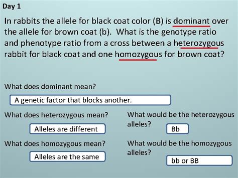 Day 1 In Rabbits The Allele For Black