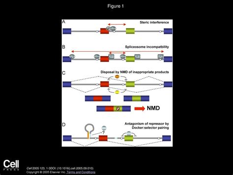 Alternative Splicing— When Twos A Crowd Ppt Download