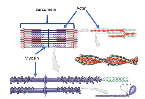 Bands And Components Of The Sarcomere Diagram Quizlet