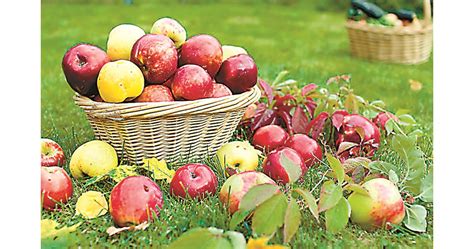 Сортовете ябълки се обособяват в групи Български Фермер