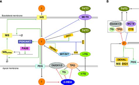 Feedforward And Feedback Regulations Underpinning The High Iodine Download Scientific Diagram
