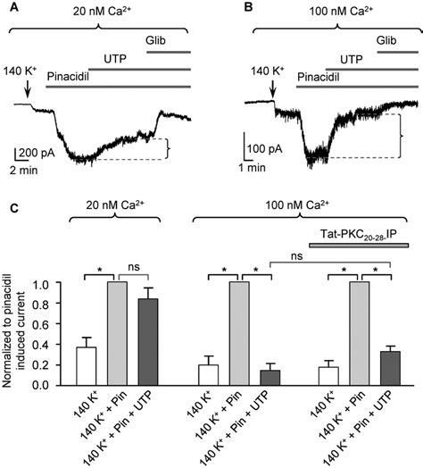 Inhibition Of K Atp Currents By Utp Is Not Dependent On Pkc Activation Download Scientific