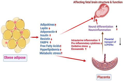 Maternal Obesity And Gut Microbiota Are Associated With Fetal Brain Development