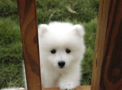 제페니즈 스피츠에 대해 인스티즈 Instiz 이슈 카테고리