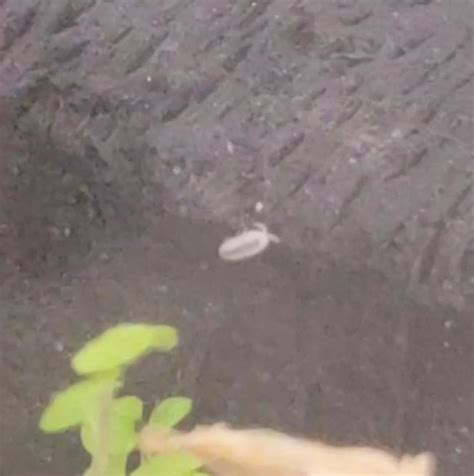 Is This A Very Tiny Isopod Its My First Time Keeping Isopods And Im