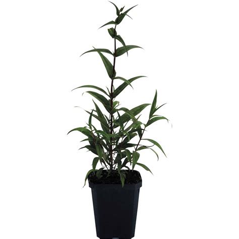 Penstemon Snowstorm Mitre10