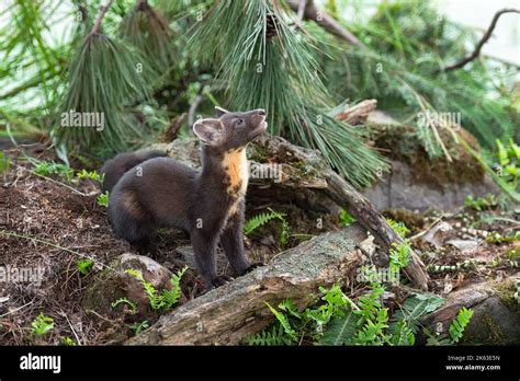 American Pine Marten Martes Americana Kit Looks Up To Right Summer