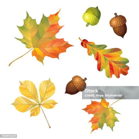 가 개체의 집합입니다 도토리와 나뭇잎 흰색 배경에 고립 단풍나무 참나무와 밤나무입니다 벡터 일러스트 레이 션 컬렉션입니다 0명에 대한 스톡 벡터 아트 및 기타 이미지