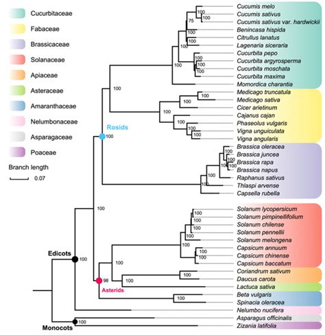 Scls 黄三文团队受邀发表蔬菜基因组生物学与育种研究综述 知乎