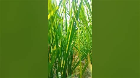 Bibash Music Devlogs Youtube