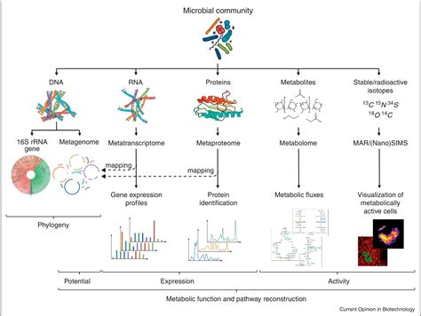 Frontiers Marine Microeukaryote Metatranscriptomics Sample 53 Off