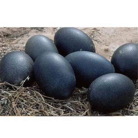 Black Chickens Eggs